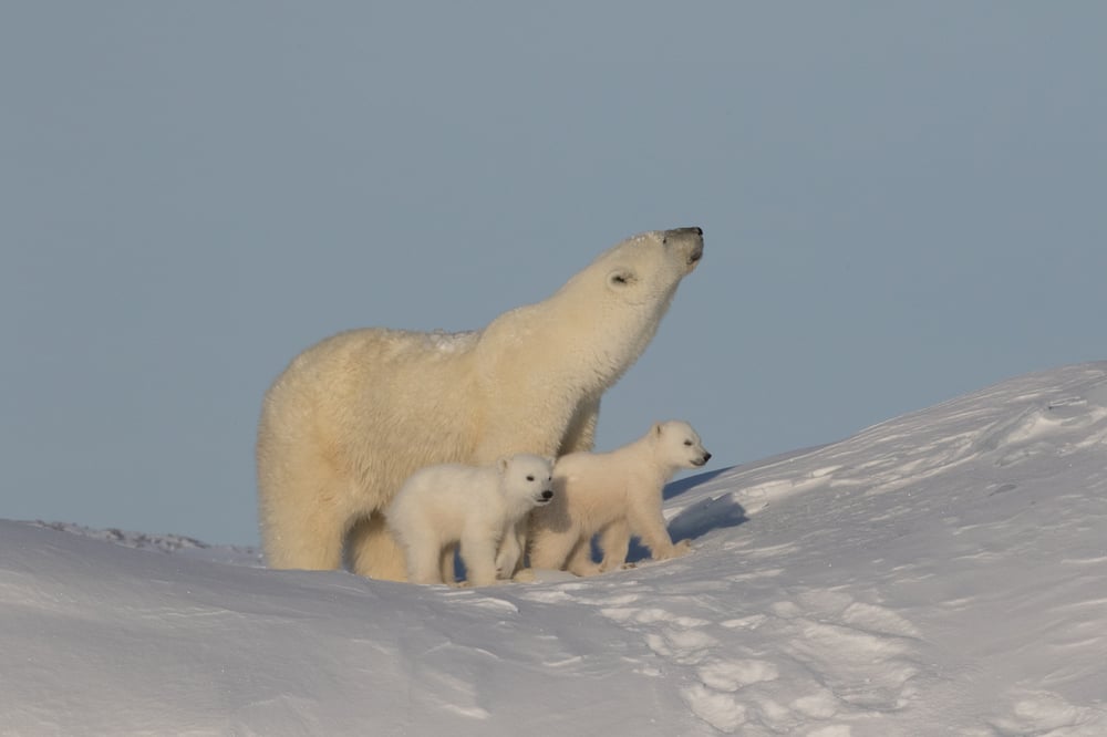 Get To Know Our Spring Polar Bear Safari - Arctic Kingdom