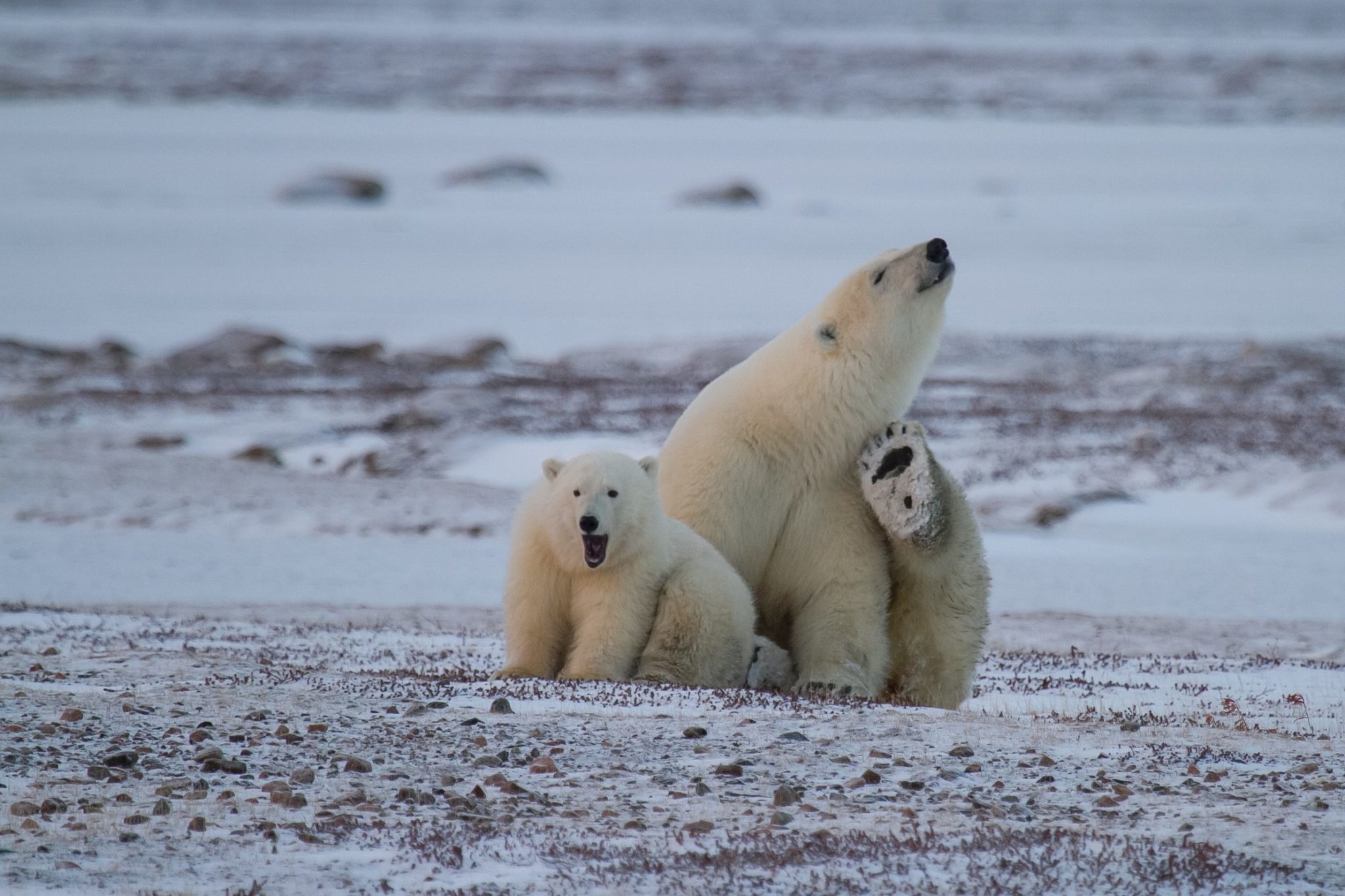 Arctic Tundra Polar Bear